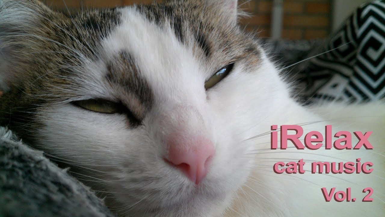 iRelax#2 RELAXING CAT Listening To Soft Instrumental Guitar Music WHEN ...