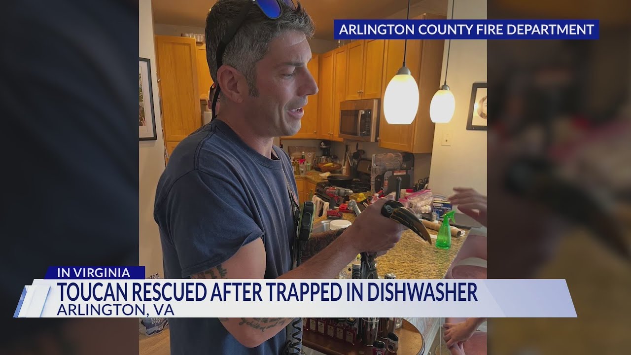 Toucan rescued after getting trapped behind appliance inside Arlington ...