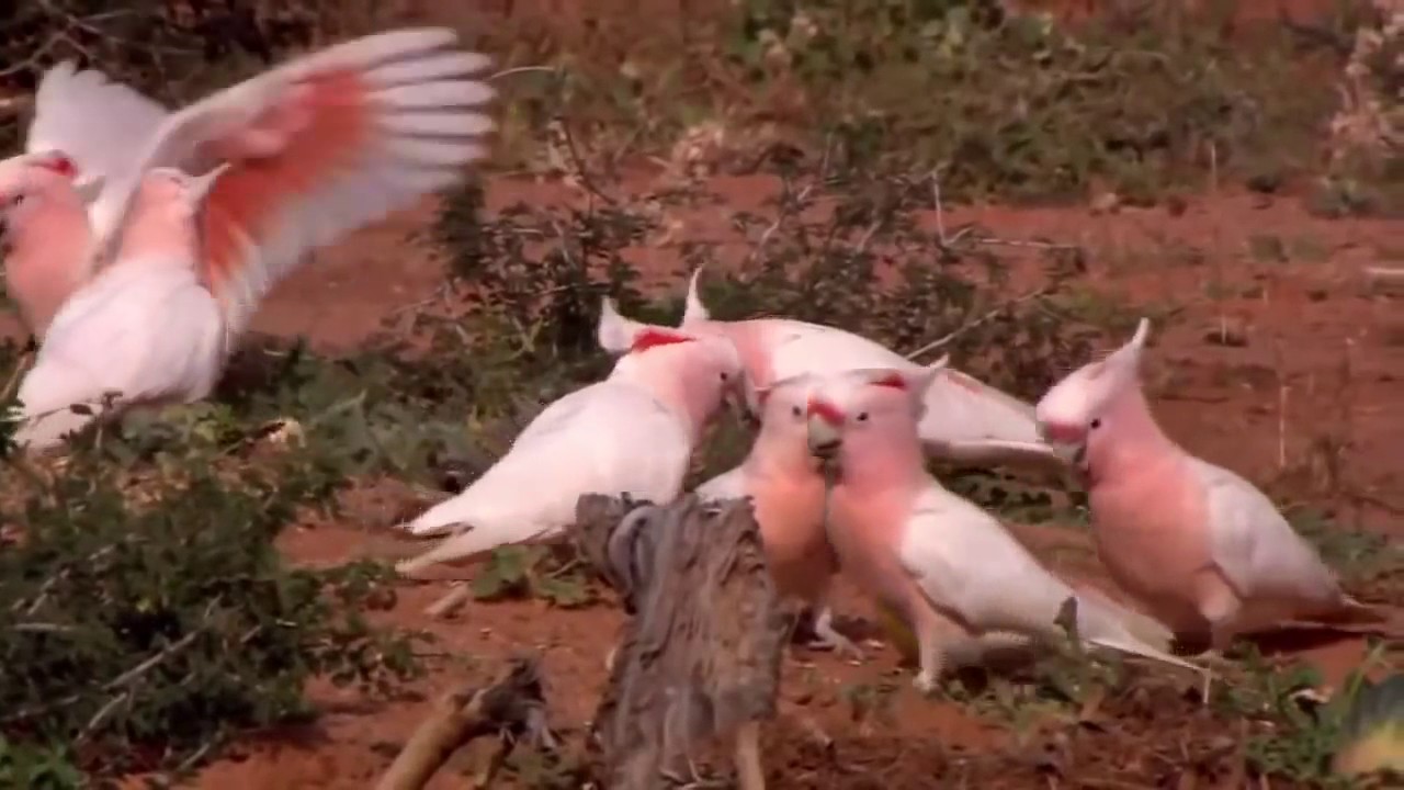 05 Animals Discovery Channel Documentary National Geographic ...