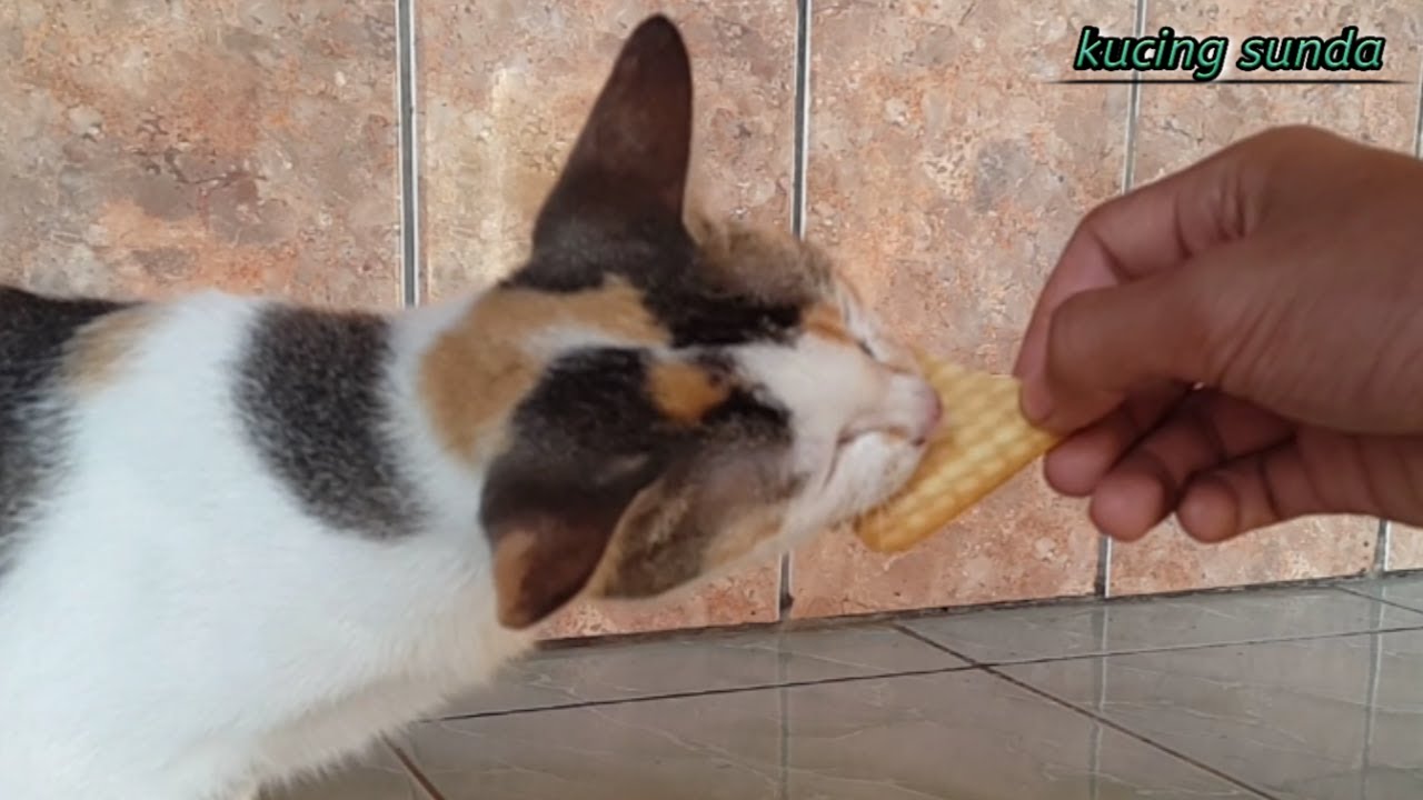 Wahh... Sangat manis sekali ini enak banget // kucing Sunda - YouTube