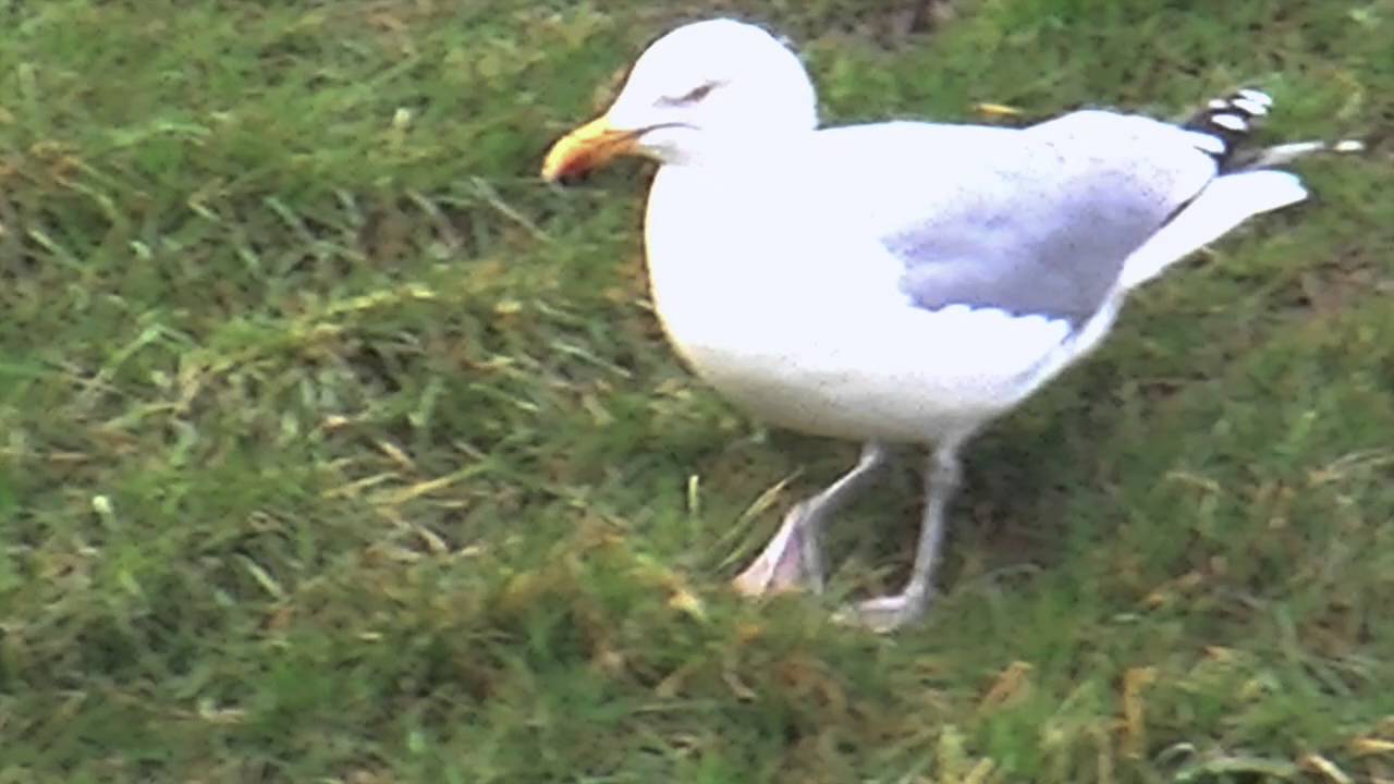 The Dancing Bird Catches the Worm... - YouTube