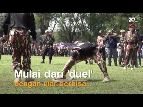 Keren, Aksi Prajurit Kopassus 'Duel' dengan King Cobra!!