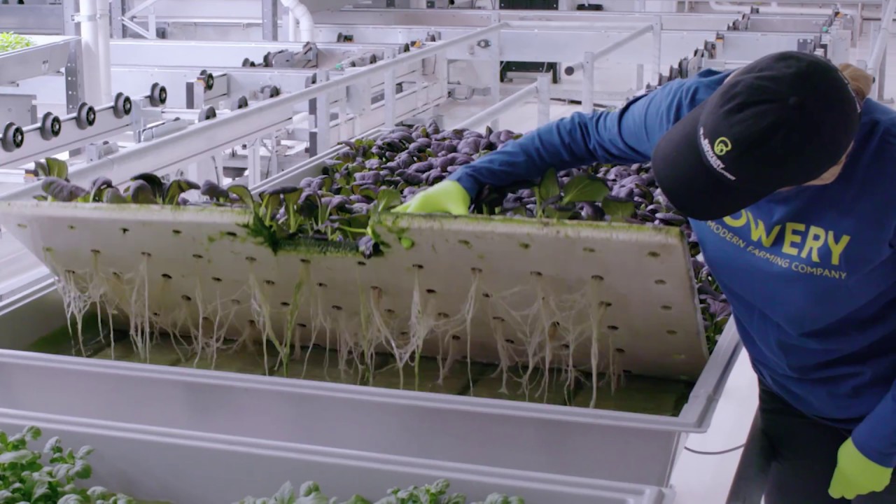 SVB Next2 Regional Series: Bowery Farms - YouTube