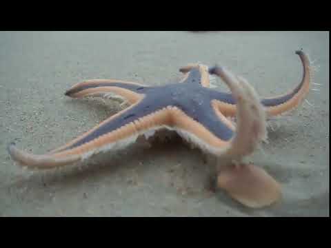 Starfish Locomotion - YouTube