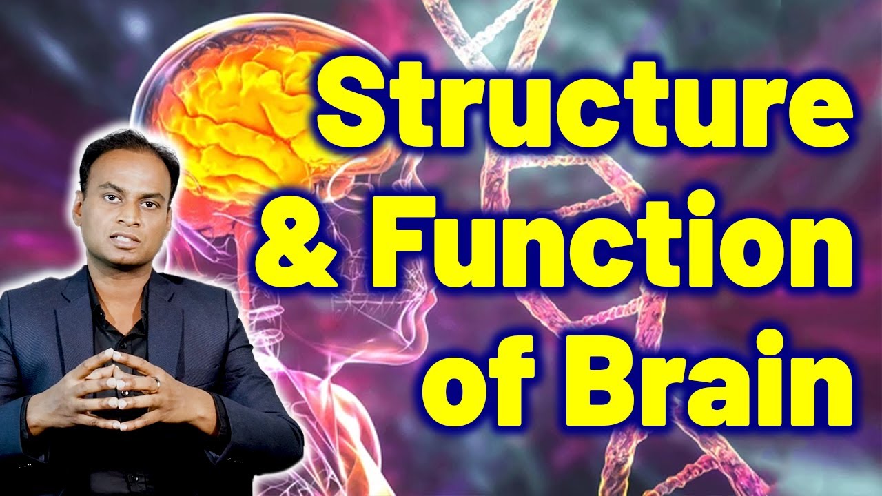 Structure Function of Brain in CJD, Prion Disease, Mad Cow, CWD ...