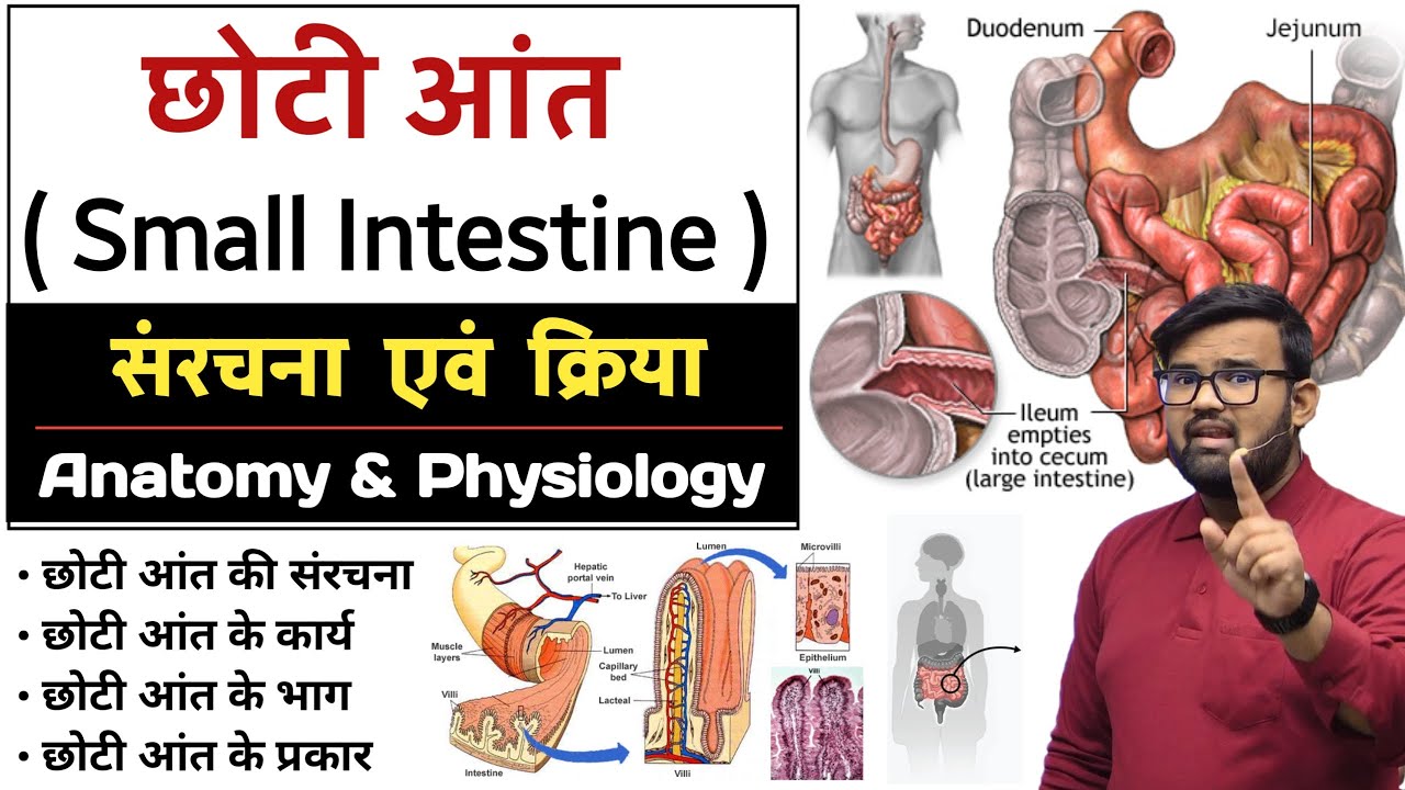 छोटी आंत | Small Intestine | Anatomy and Physiology | Digestive System ...