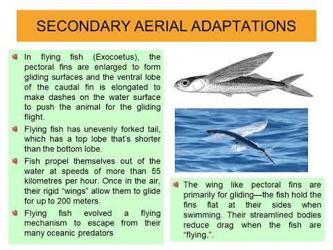 aerial adaptation - YouTube