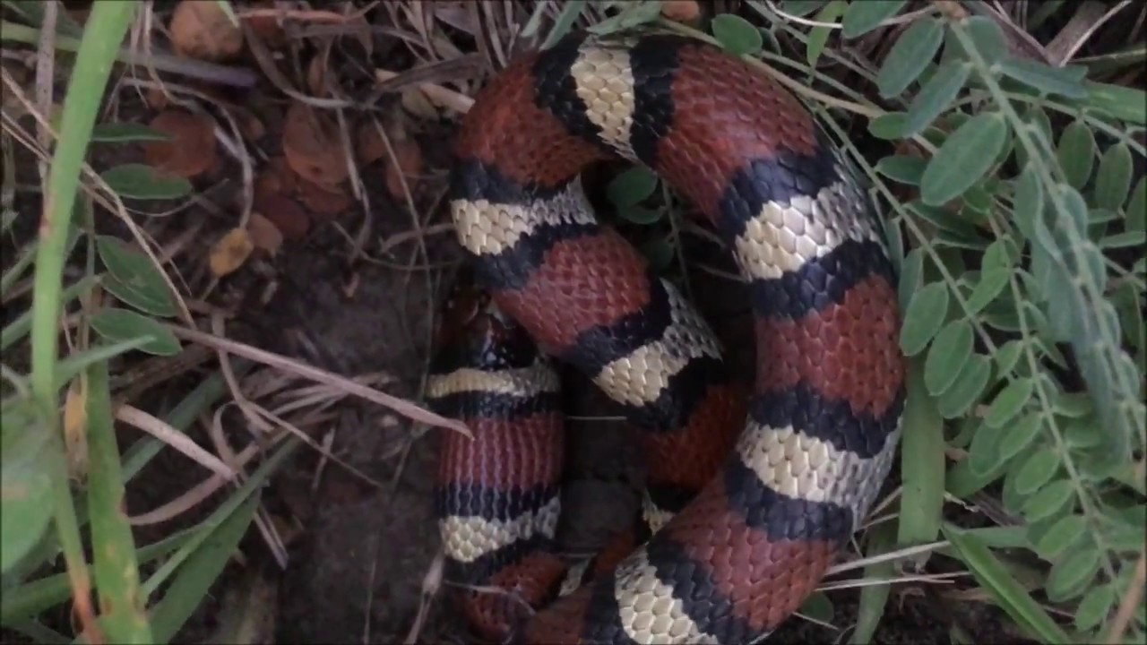 Snake predation compilation - YouTube