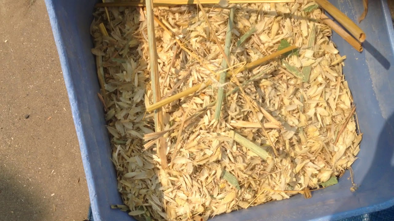 Harvesting and Processing the Oats - The Diffner Homestead - YouTube
