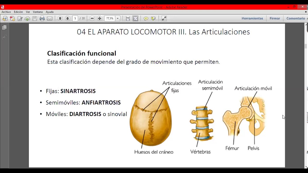 Sinartrosis - YouTube