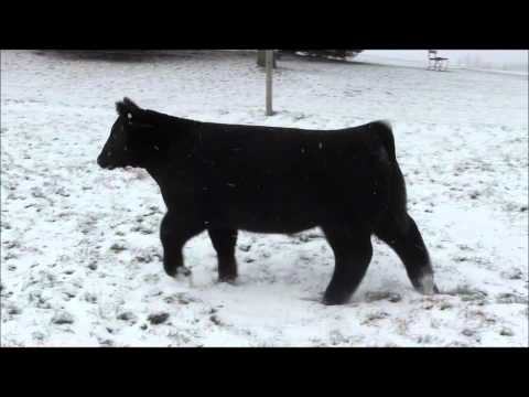 Trading Favors x Chiangus Steer