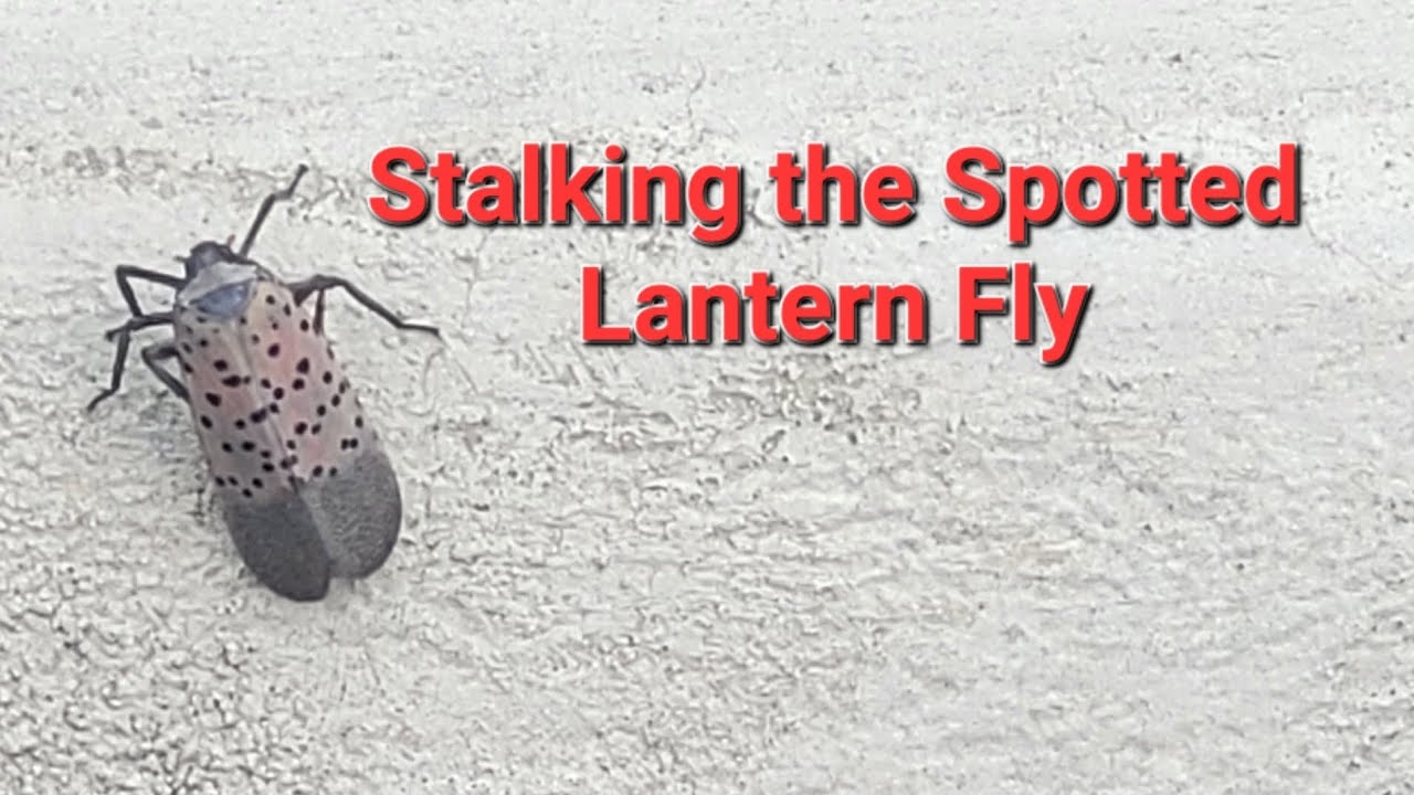 Stalking the Spotted Lantern Fly! - YouTube