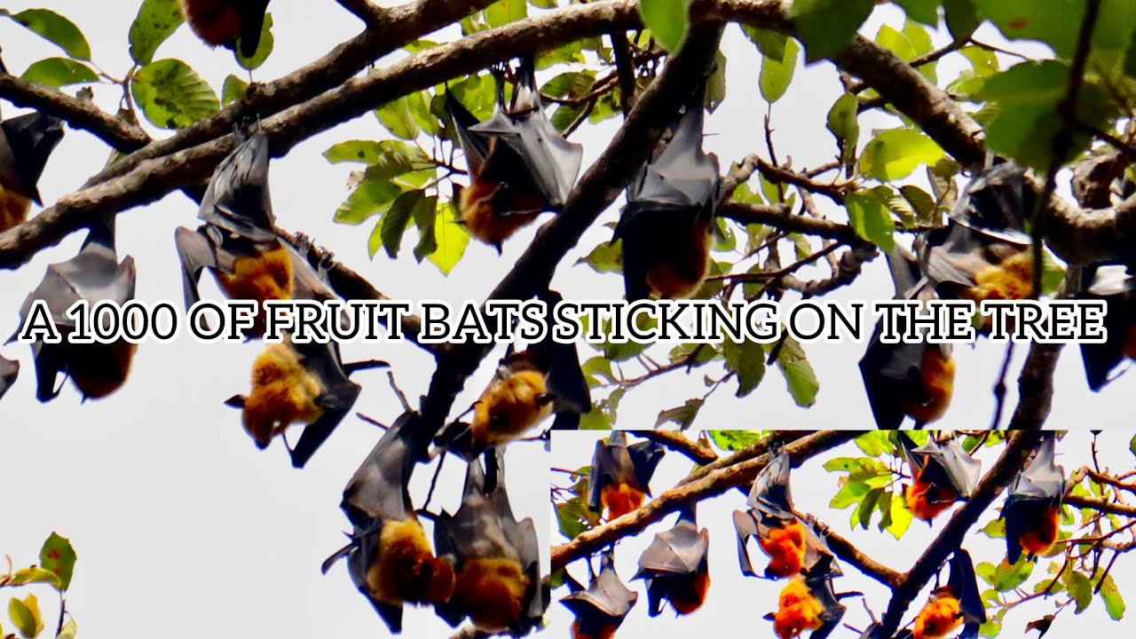 •A 1000 Fruits Bats around Cambodia! - YouTube