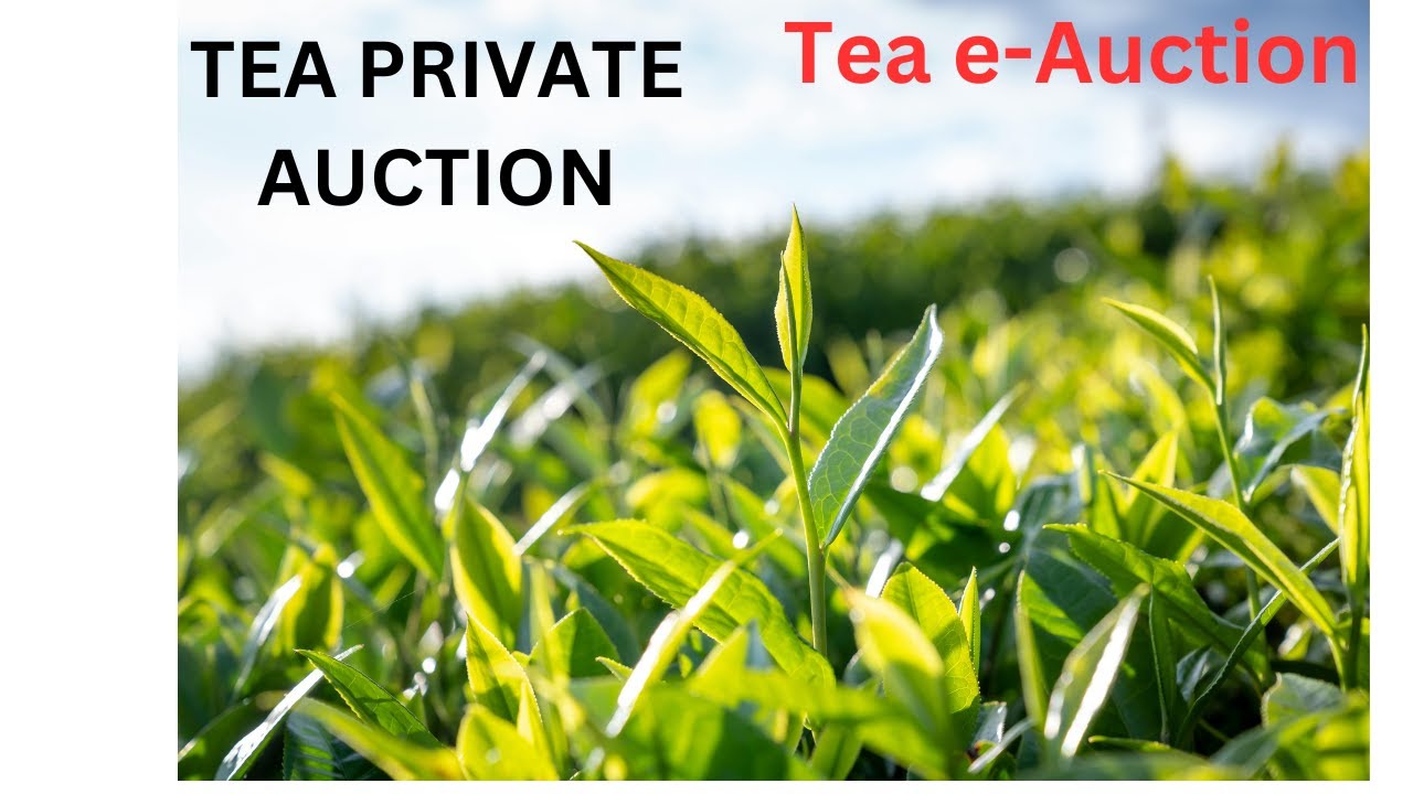 PRIVATE AUCTION SAMPLE TEA TASTING - 31/07/2024 - YouTube