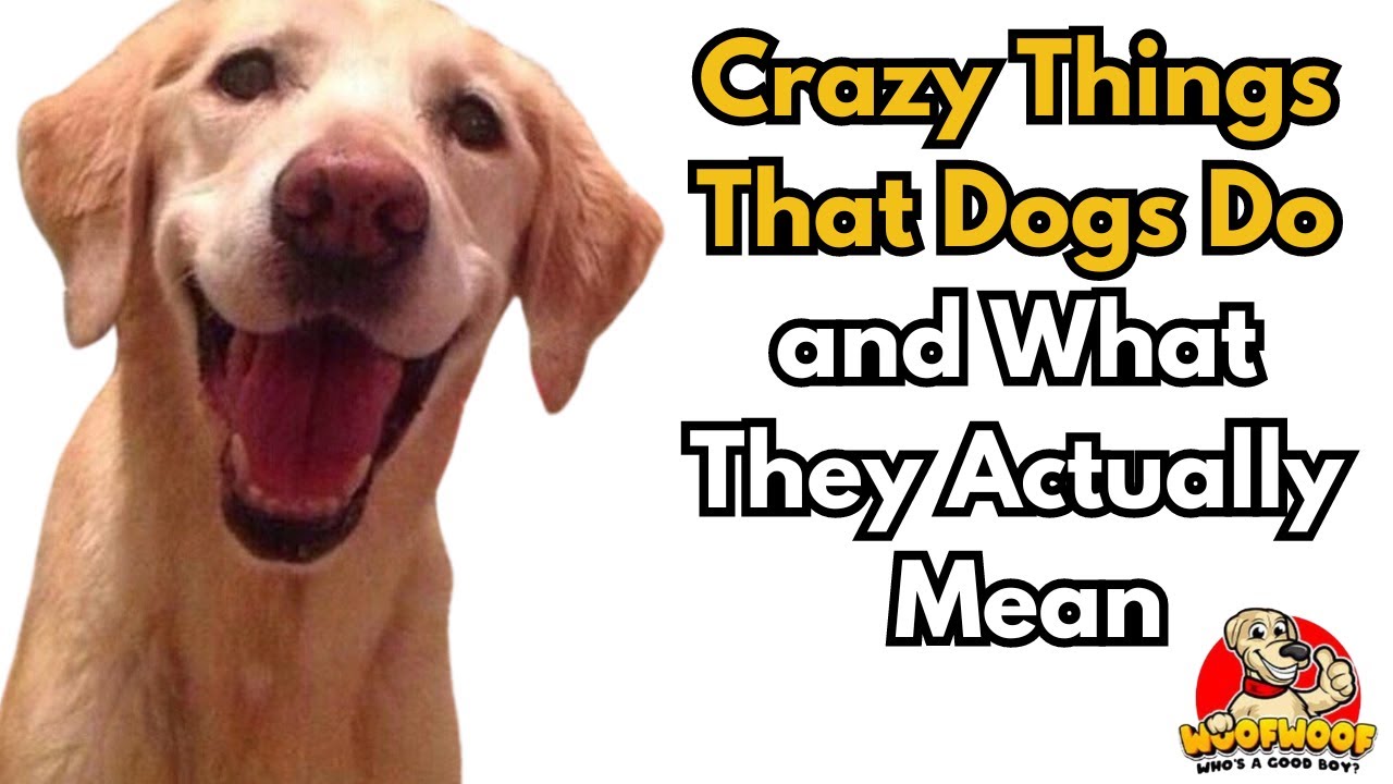 Crazy Things That Dogs Do and What They Actually Mean - YouTube