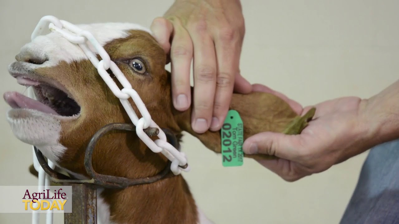 Procedures for Validating Market Goats for the Texas 4-H and FFA ...