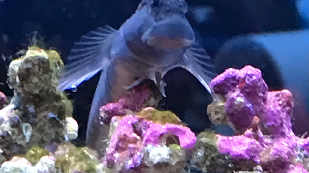 Budget reef tank start up - YouTube