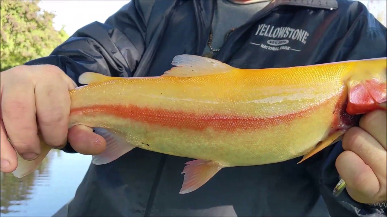 TEACH A MAN TO FISH - YouTube