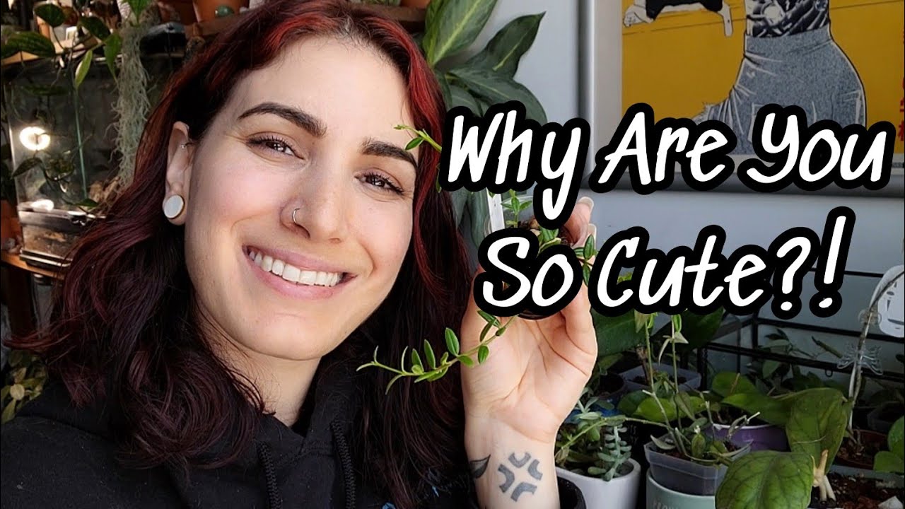 Smallest & Cutest Plant Leaves 🌱 top 7 favorite tiny leafed plants in ...