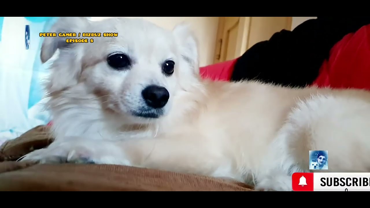 🐾 BIZBUZ SHOW TO FOREVER 🐾 - YouTube