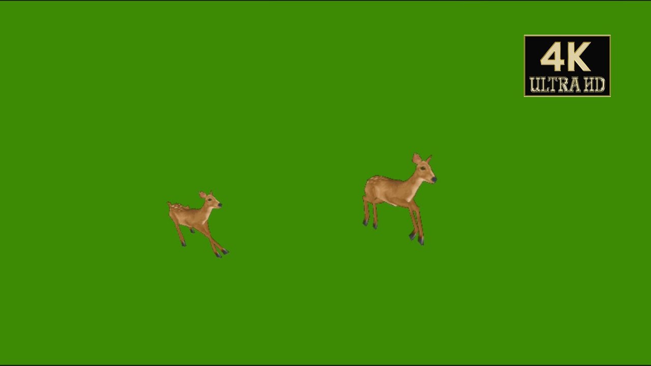 Deer walking green screen video free download - YouTube