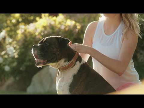 Kate Upton Partners With Link AKC