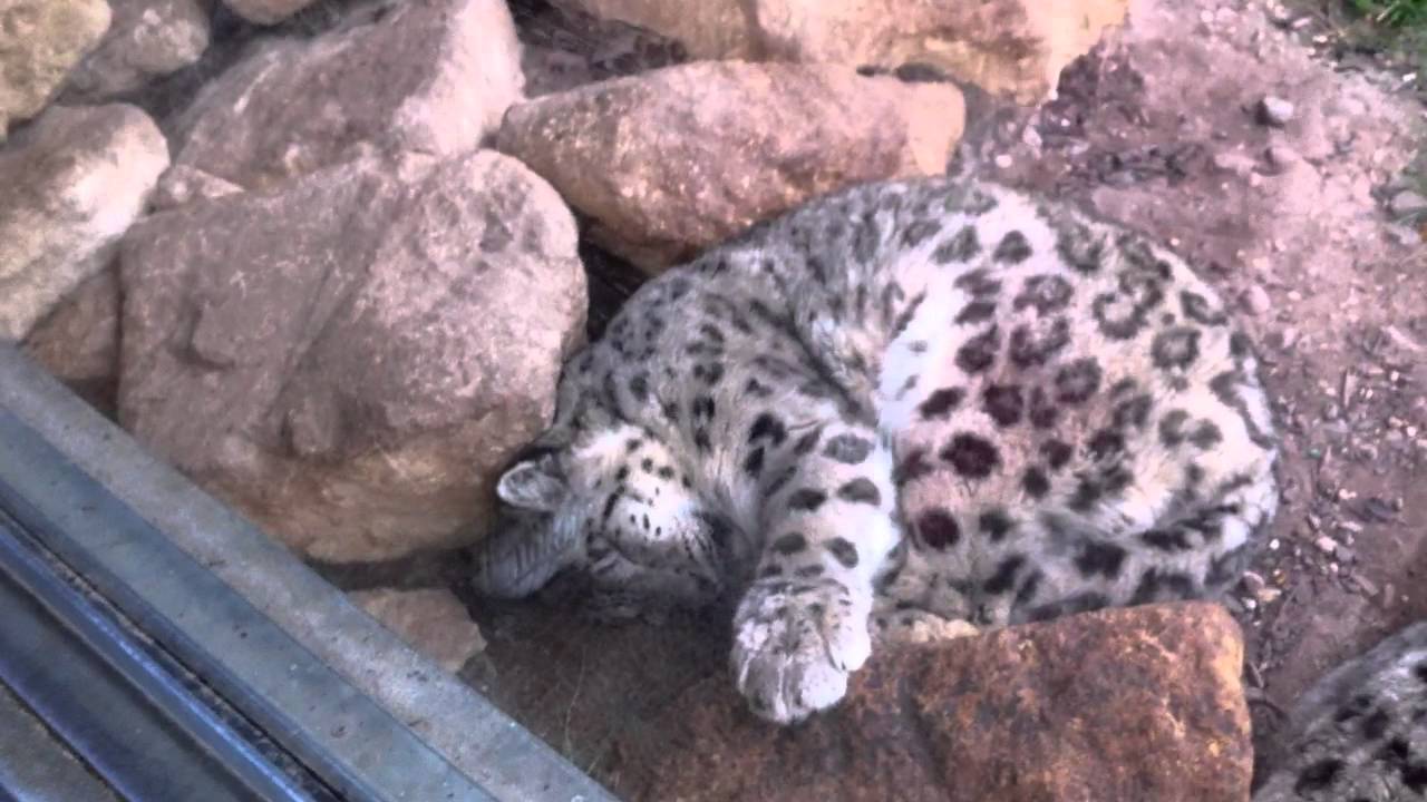 Steve Irwin and the Snow leopard's - Part 1 - YouTube