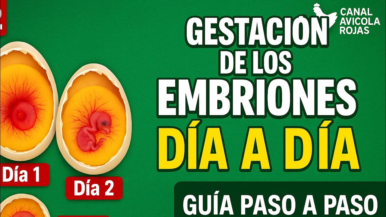 Desvelando el Embrión de Pollo: ¡Guía Completa! - YouTube