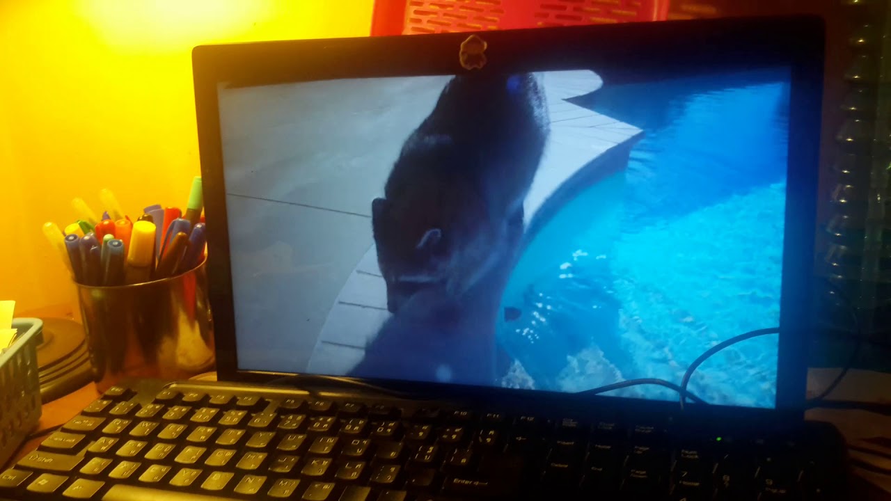 Baby Einstein. Animals in the forest Part 6 Raccoon, - YouTube