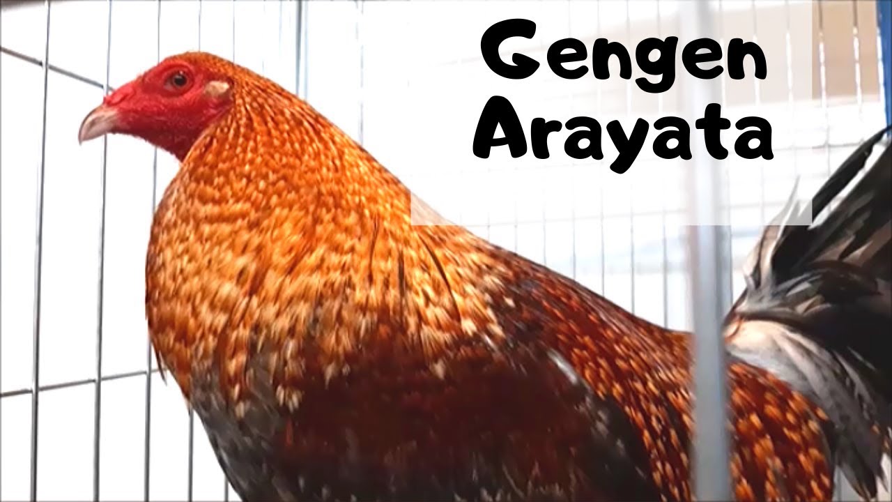 Martin Escolin & Gengen Arayata | IGF 2020 Poultry Expo - YouTube