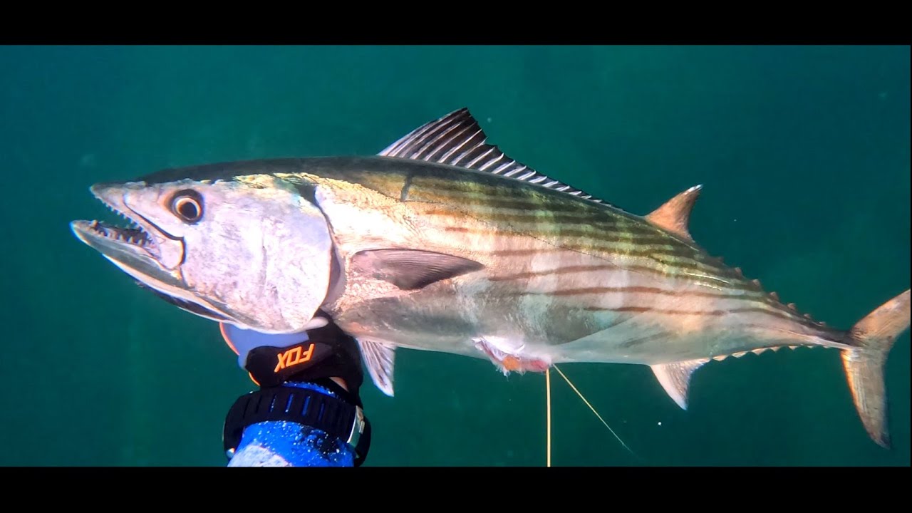 Chasse Sous-Marine Corsica Spearfishing Bigg Pélamide One Action - YouTube