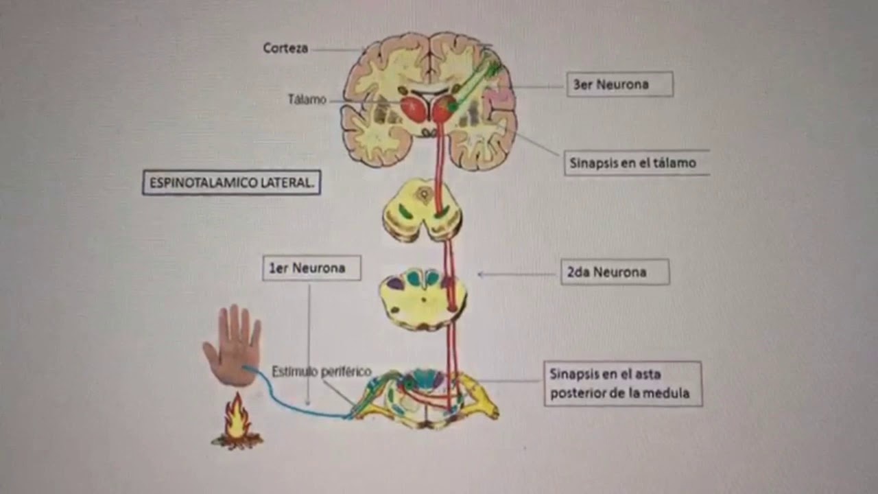 Aferente e Eferente - YouTube