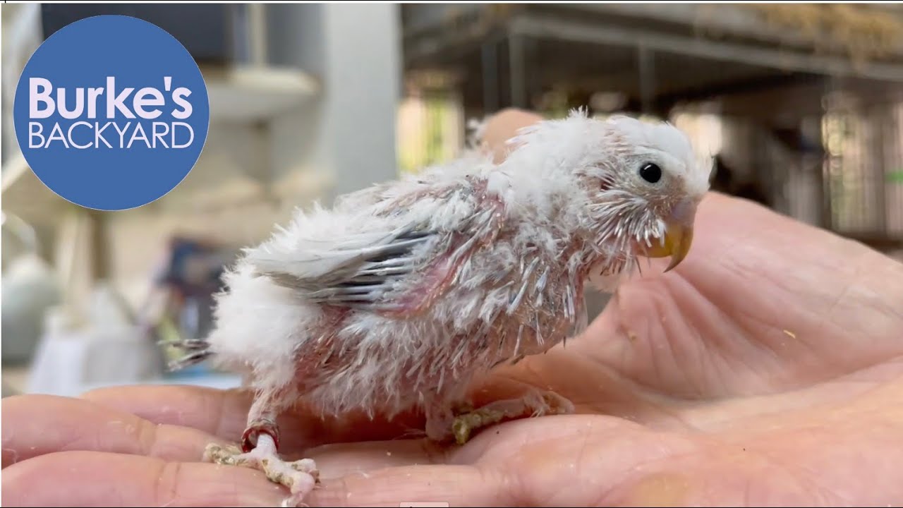 French Moult in Budgerigars. Can Budgies Recover From French Moult ...