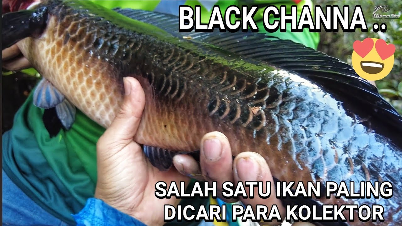 SUNGAI INI MENYIMPAN IKAN - IKAN INDAH PADA WAKTUNYA .. 😂😂🥰😍 .. - YouTube