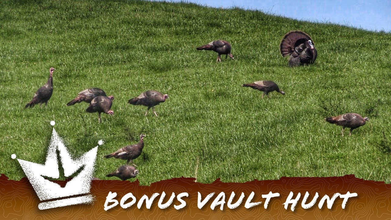 CALLING TO THE FLOCK / WE ALMOST GOT SHOT!!! - YouTube