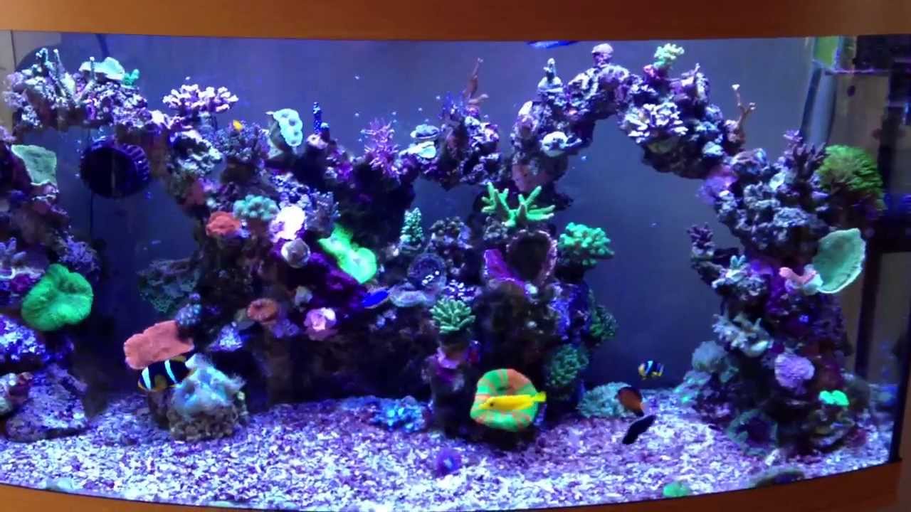 Juwel Vision 260 Reef Tank - YouTube