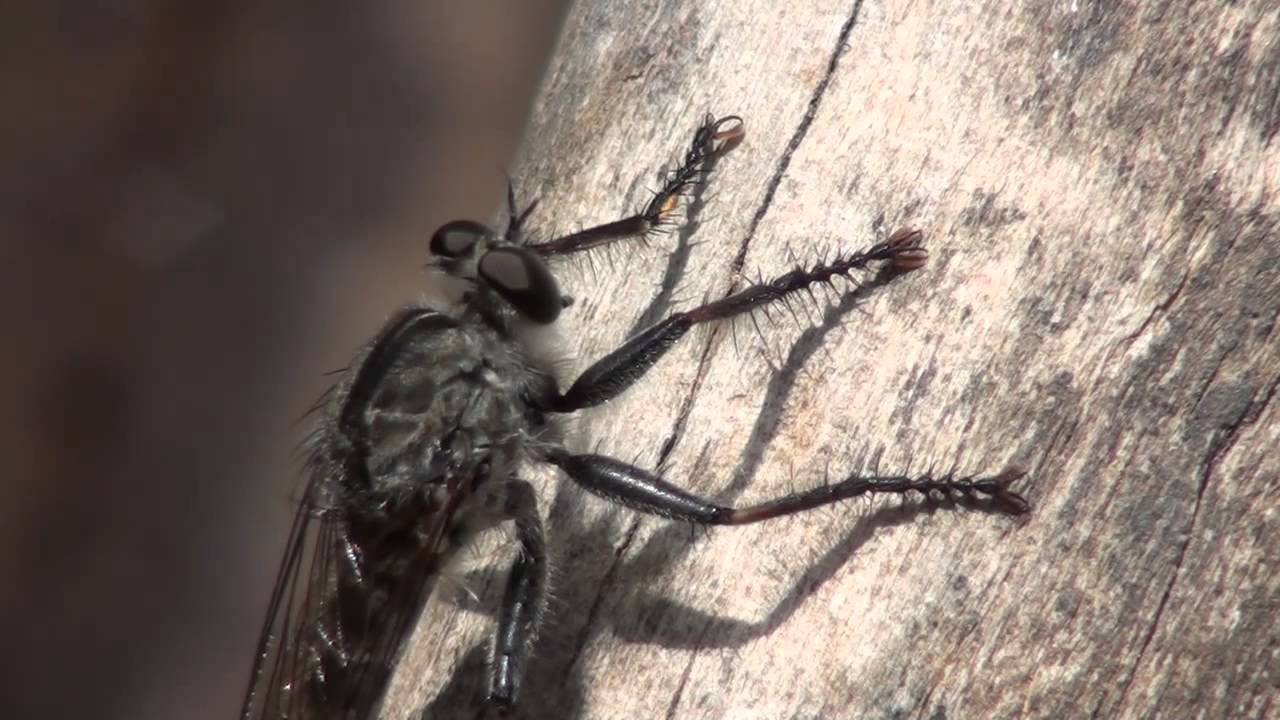 Robber Fly | Asilidae | assassin flies | nice one - YouTube