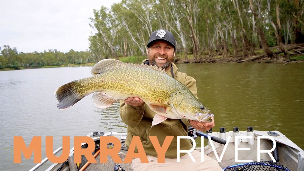 Exploring the MURRAY RIVER for Murray Cod - YouTube