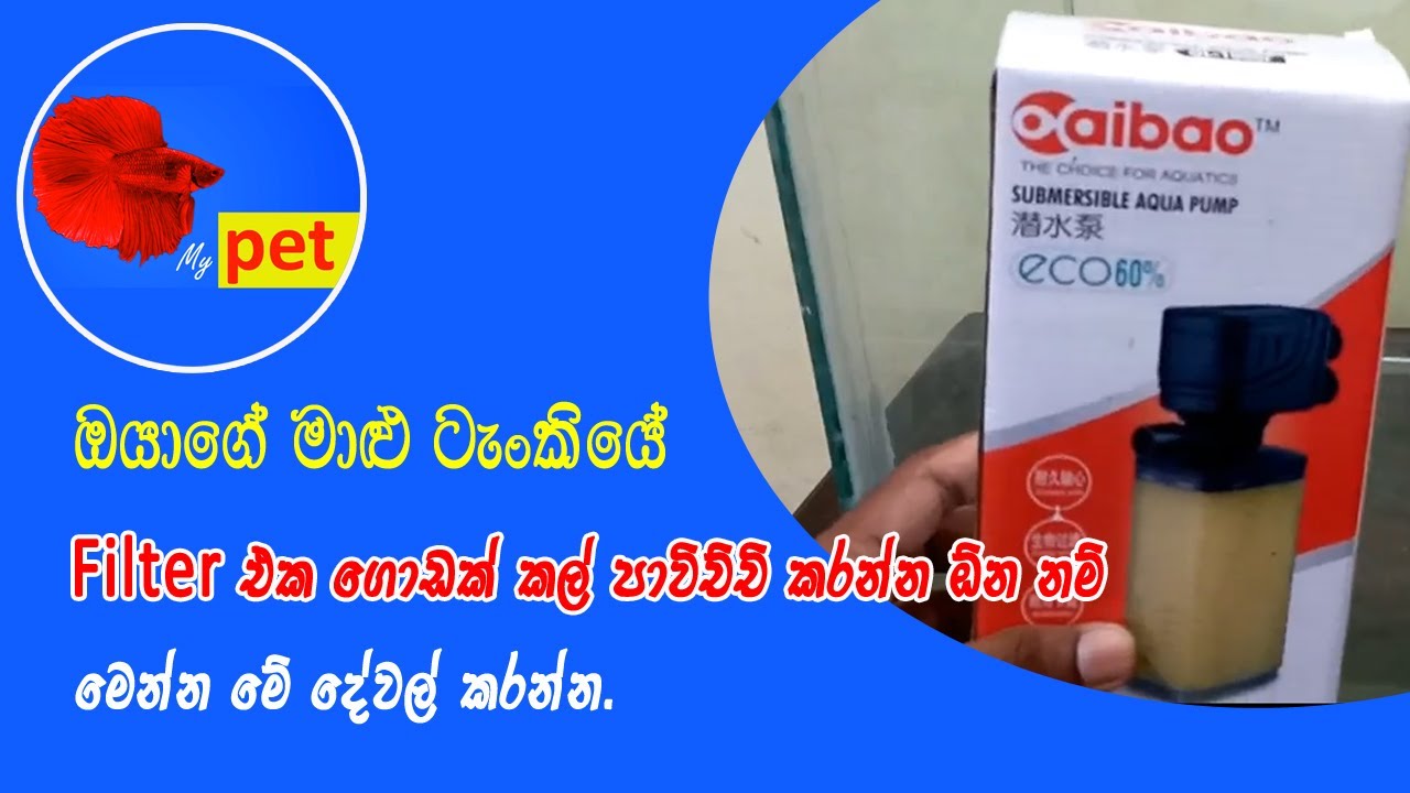 Fish tank Sinhala | Fish tank filter Sinhala | Fish Sinhala - YouTube
