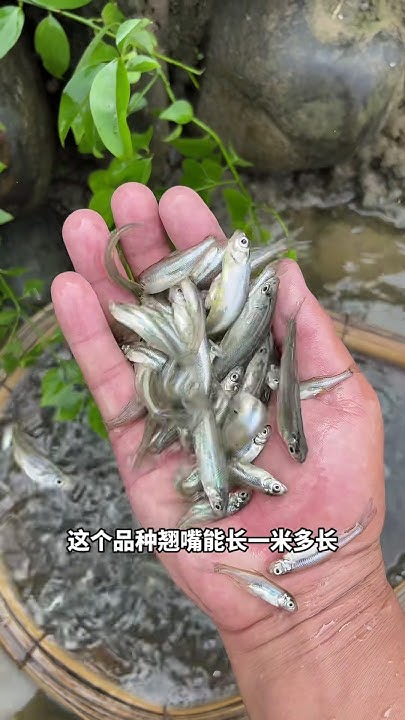 cichlid, snake, fish tank, trap, fish, snakehead, monster fish, catch ...