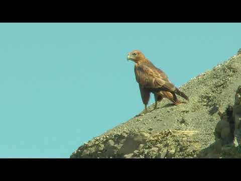 Şahin yoxsa Qartal?