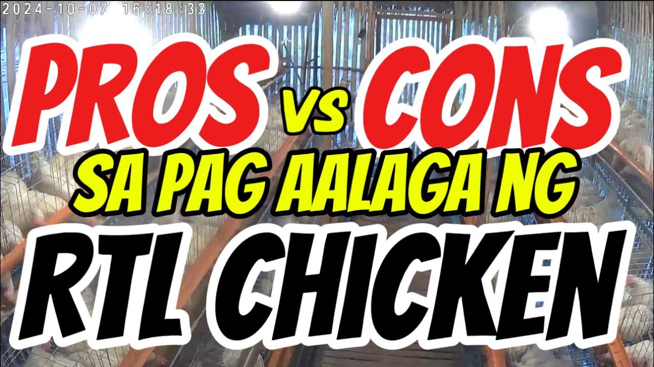 PROS AND CONS SA PAG AALAGA NG BACKYARD MANOK NA PAITLUGIN. | RTL ...