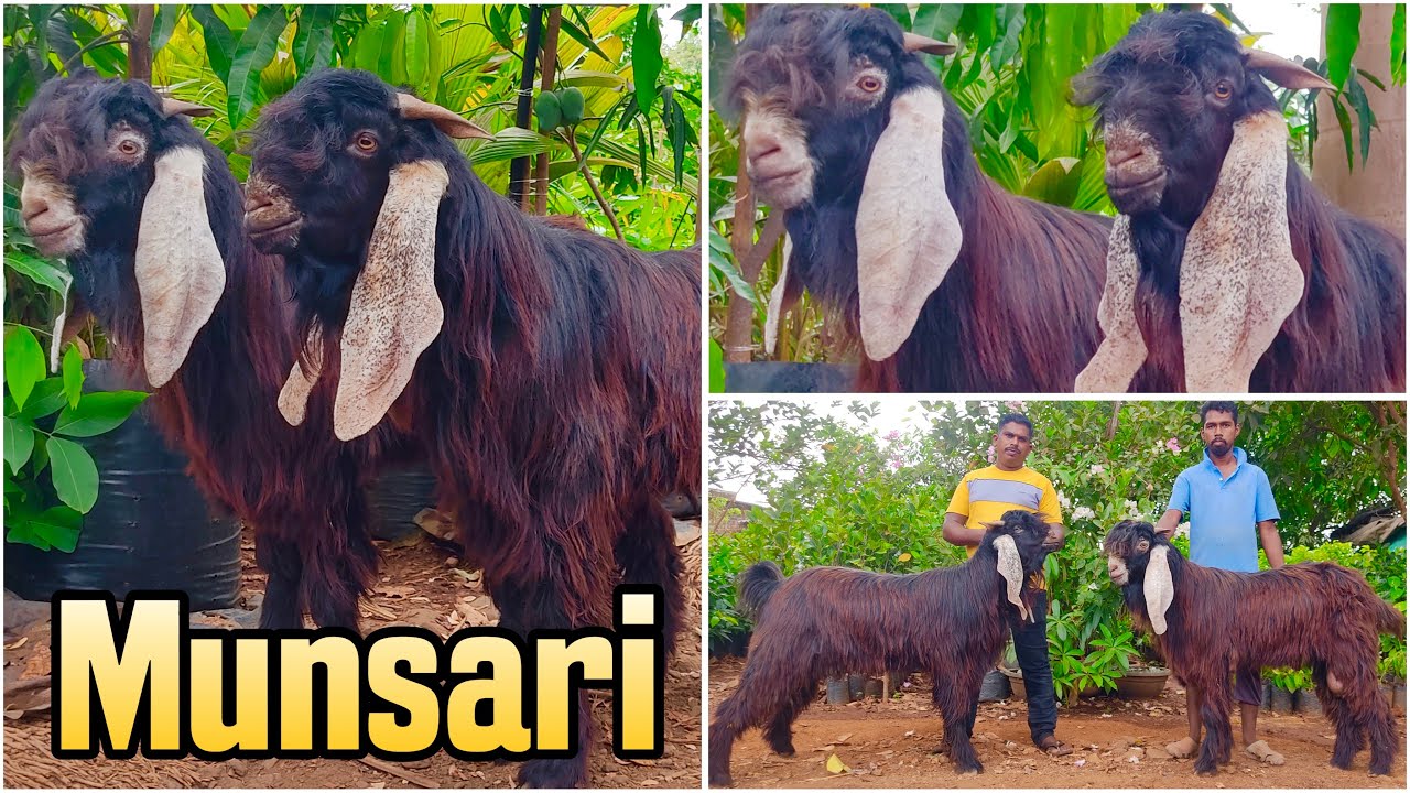 Eden Goat Farm Munsari Goats - YouTube