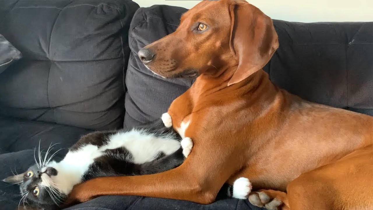 Animal Friendships || Top r/AnimalsBeingBros month #1 || Cute animal ...