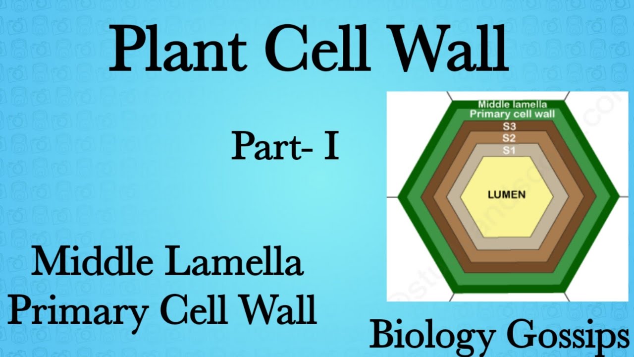 Cell Wall Part - 1 - YouTube