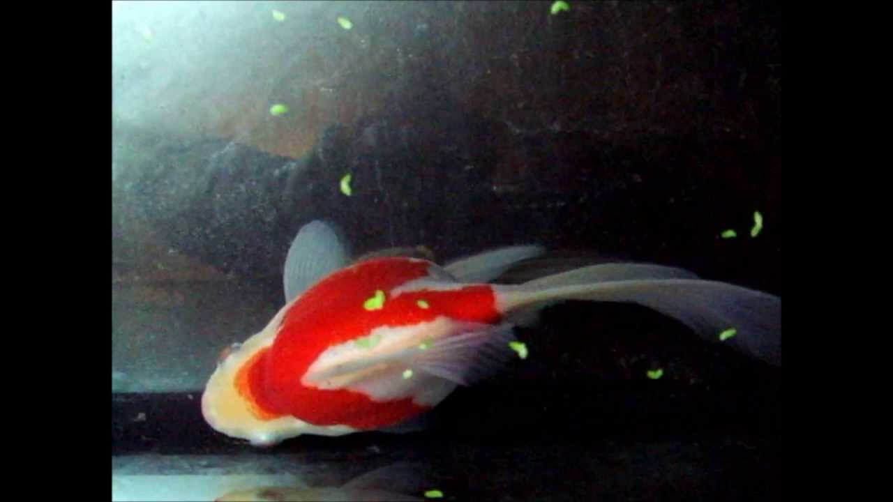 Sabao Goldfish _ Niigata / Japan _ TOP ! - YouTube