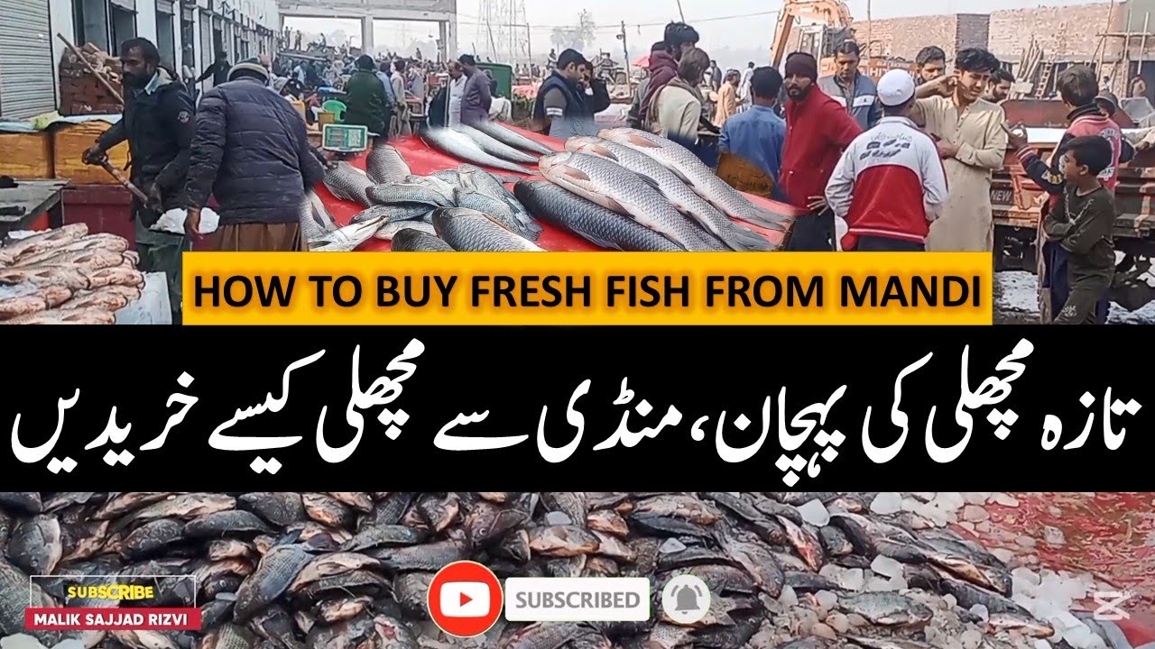 How to buy fish from mandi | Lahore New Fish Mandi Visit | Machli mandi ...