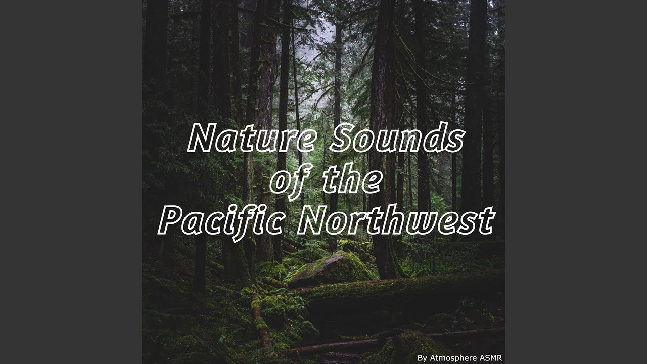 Swamp Sound Ambience - YouTube Music