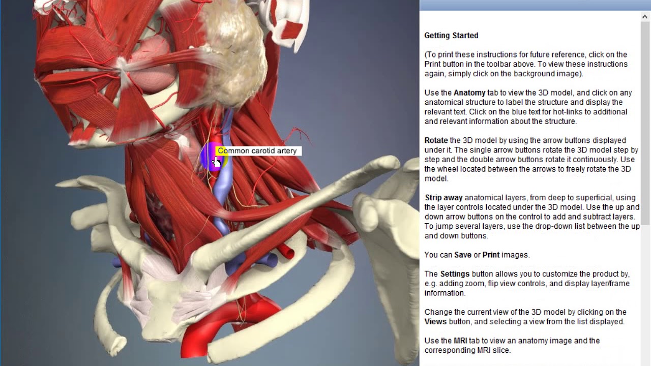 Common Carotid Artery Model