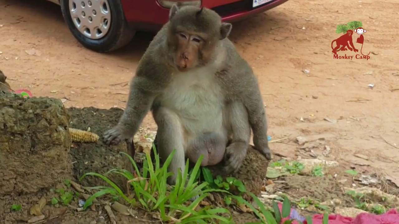 Loz! Baby monkey fall down from the tree, Poor baby monkey life in ...